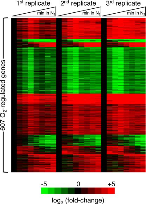 Measuring Mrna Levels Over Time During The Yeast S Cerevisiae Hypoxic