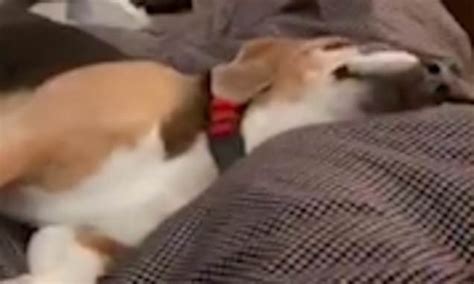 Beagle Puppy Plays Dead After Being Shot Twice By Its Owner With Her