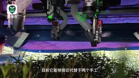 采茶姑娘隐退采茶机器人登台 腾讯新闻