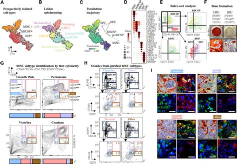 Human Skeletal Development And Regeneration Are Shaped By Functional