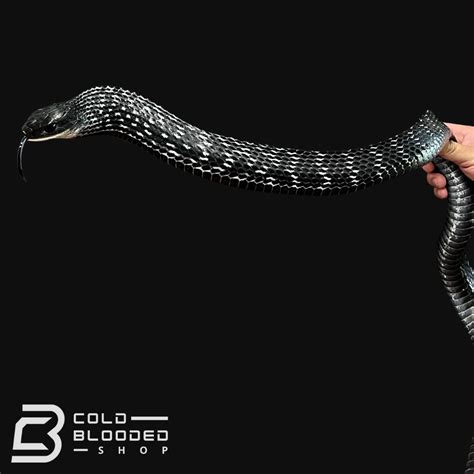 Adult Greater Keeled Rat Snake Ptyas Carinata For Sale