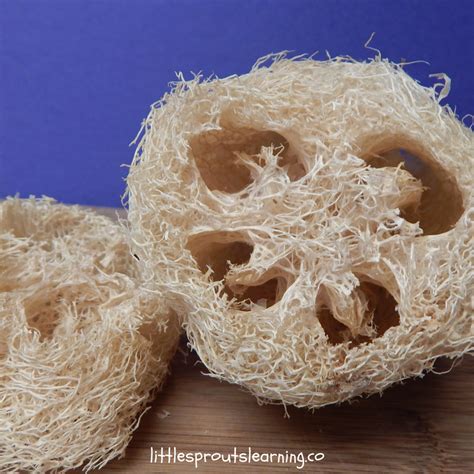 12 Ways To Use Luffa Sponge You Wont Believe Little Sprouts Learning