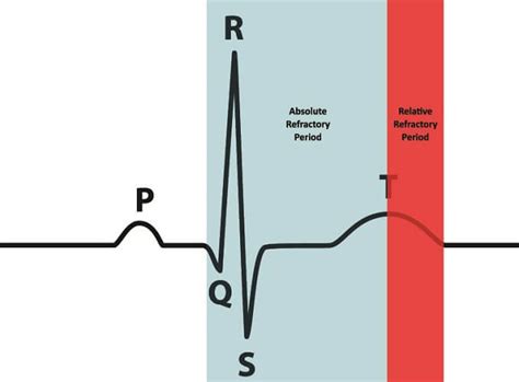 Refractory Period The Definitive Guide Biology Dictionary