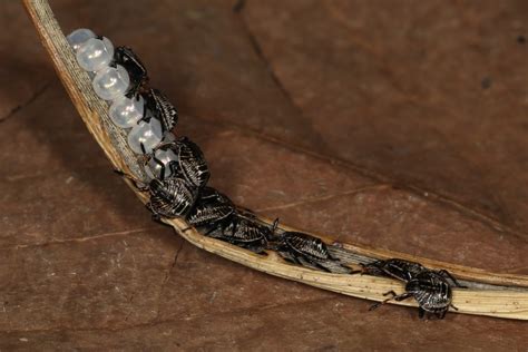 Orders Of Insects Hemiptera Insect Science