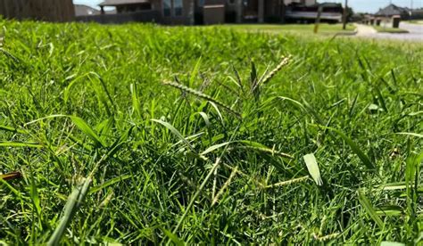 Dallisgrass Vs Crabgrass Which Weed Is In My Lawn