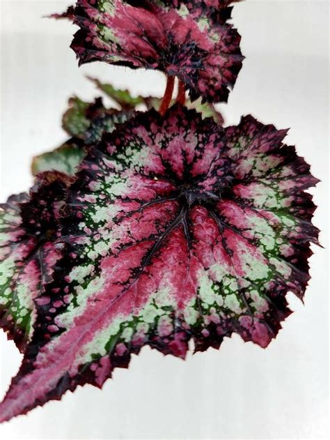 Rex Begonia Curly Carnival Bff Exclusive Etsy Begonia Planting Herbs Growing Plants Indoors