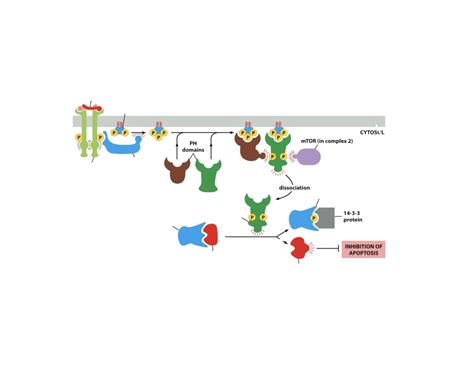 Rtks Activating Pip3 Kinase Pathway Quiz