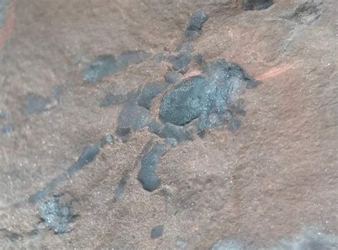Carboniferous Arthropod Fossil Id The Fossil Forum