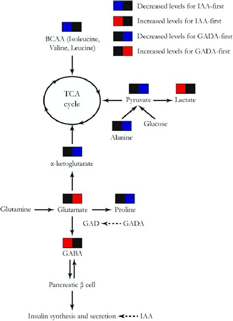 Metabolic Pathways Involving Trajectory Signals And Independent Time