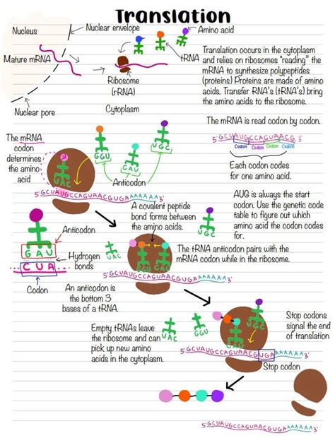 Protein Synthesis Notes Transcription And Translation Etsy