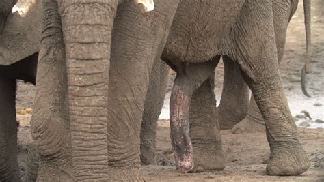 Close Up Of Elephant Penis Stock Footage Video 10885283 Shutterstock