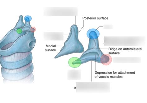 Arytenoid Cartilages Diagram Quizlet