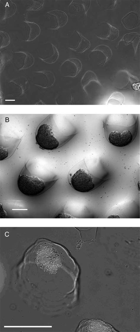 In Situ Encapsulation With Alginate Produces A Defined Array Of Download Scientific Diagram