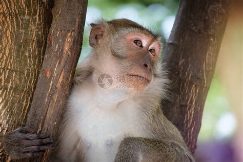 野生动物猴子高清图片下载 正版图片308043180 摄图网