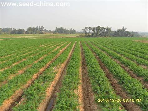 艳阳红七寸种植图片展示 种子网 天鸿种子网新闻中心 种子网 天鸿种子网新闻中心
