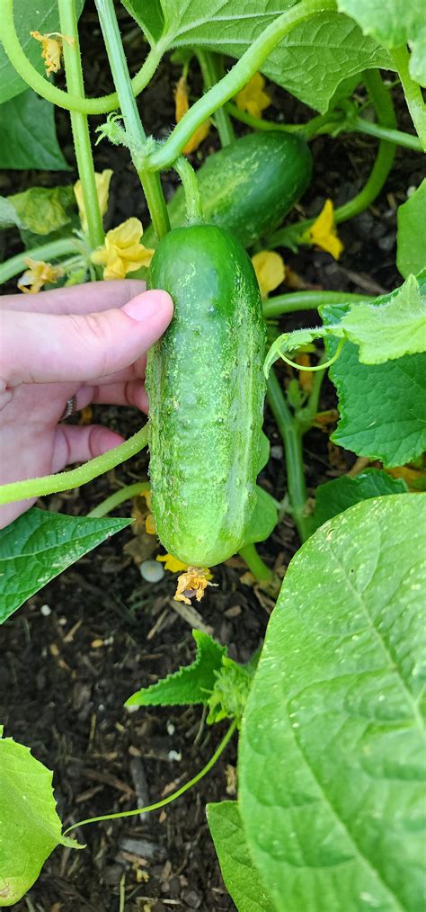 Pickled Cucumber Or Regular Cucumber R Gardening