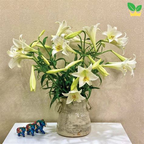 Hoa Loa Kèn Đặc điểm Tác Dụng ý Nghĩa Và Cách Chăm Sóc