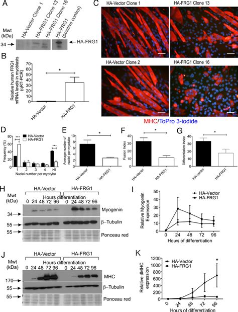 C2c12 Myoblasts Overexpressing Frg1 Exhibit A Fusion Defect A