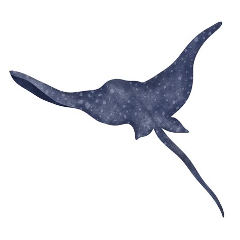 Mantarraya Acuarela Ilustración 25347234 Png