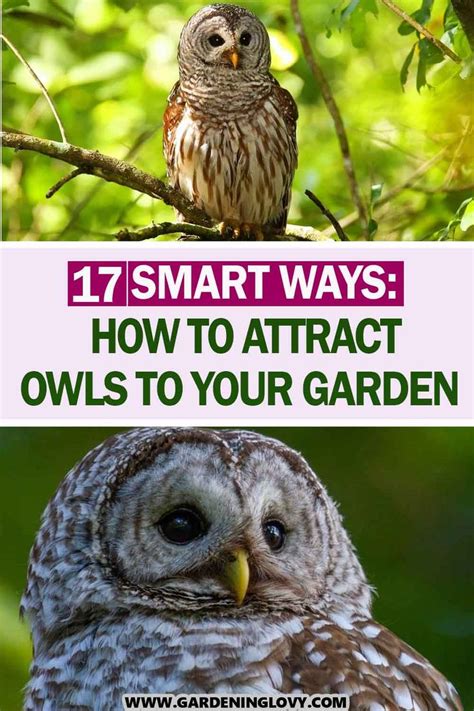 How To Attract Owls To Your Yard 17 Smart Ways Feeding Birds In