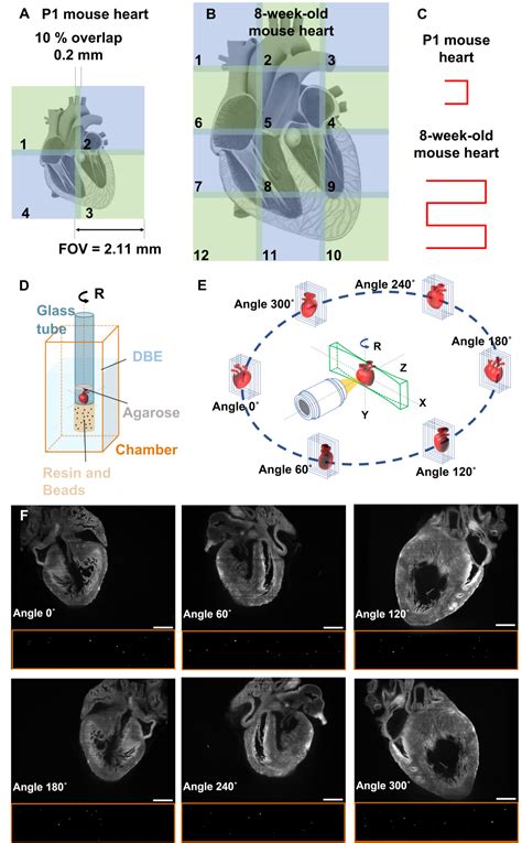 Light Sheet Imaging To Reveal Cardiac Structure In Rodent Hearts Text Page