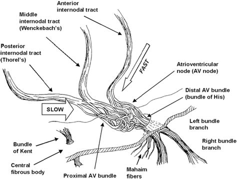 Internodal Pathways