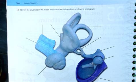 Identify The Structures Of The Middle And Internal War Indicated In