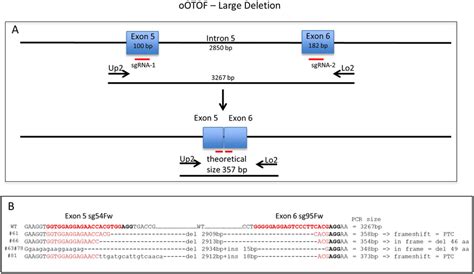 characterization of large deletions between exon 5 and 6 panel a pcr