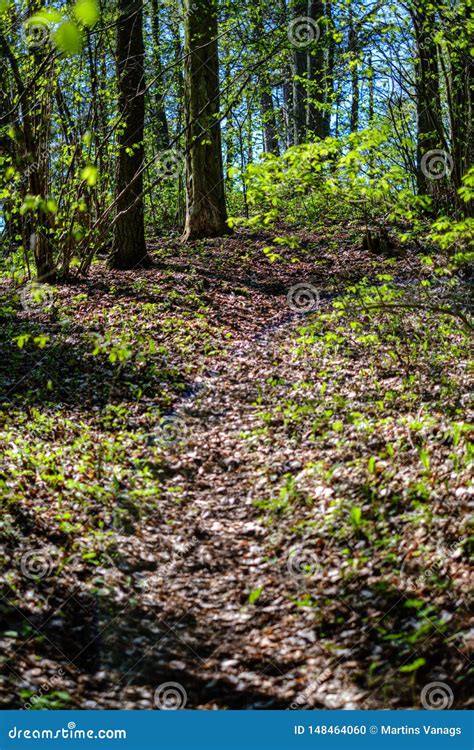 Bosque Verde Fresco En Primavera Con Los Rboles Foto De Archivo