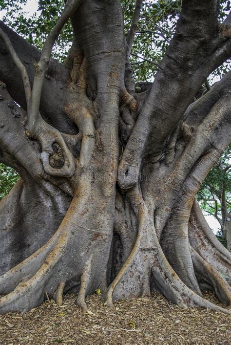 Big Curved Trunk Of Australian Banyan Tree Also Known As Ficus Macrophylla Stock Image Image