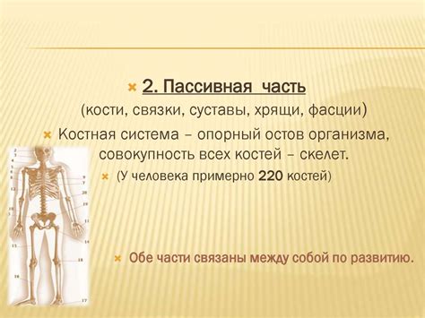 Опорно двигательный аппарат человека презентация онлайн