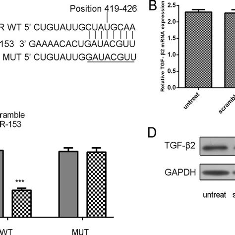 miR is involved in TGF β induced osteosarcoma cell proliferation Download Scientific