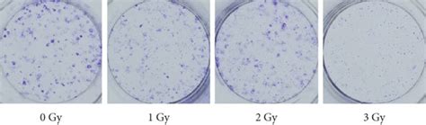 Cytotoxicity Test Results N 3 A Mtt Assay Of Cell Viability After