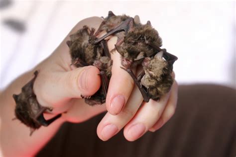 Microbats Rescue Strathbogie Ranges Nature View