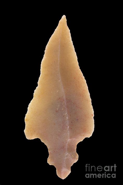 Neolithic Arrow Head Photograph By Pascal Goetgheluck Science Photo Library Fine Art America