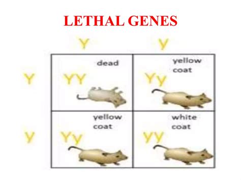 Allelic Gene Interactionpptx
