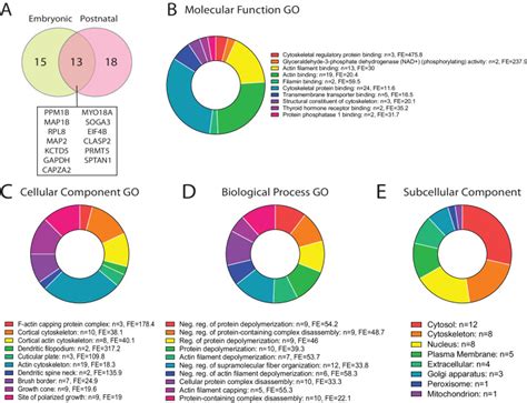 Proteomic Analysis Of The Developing Mammalian Brain Links Pcdh19 To