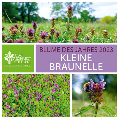 Loki Schmidt Stiftung Kalender Zur Blume Des Jahres 2023