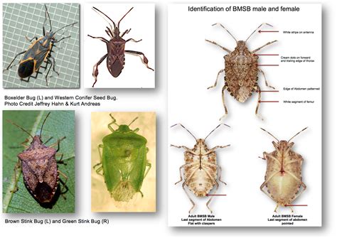 Squash Bug Look Alikes At Catherine Dorsey Blog