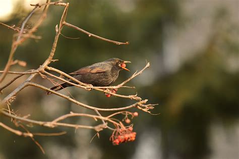 Bird Pen Thrush Free Photo On Pixabay Pixabay
