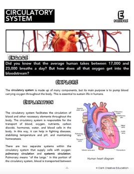 Circulatory System Resources Reading Printable Activities Notes