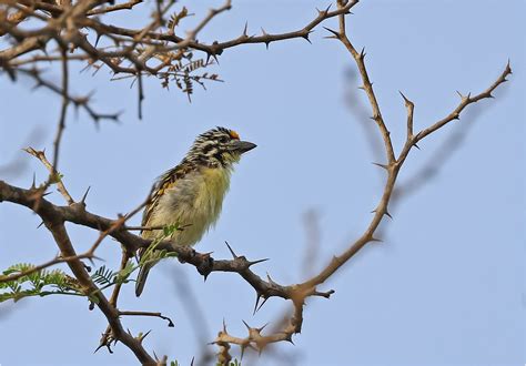 Yellow Fronted Tinkerbird Pogoniulus Chrysoconus Barbi Flickr