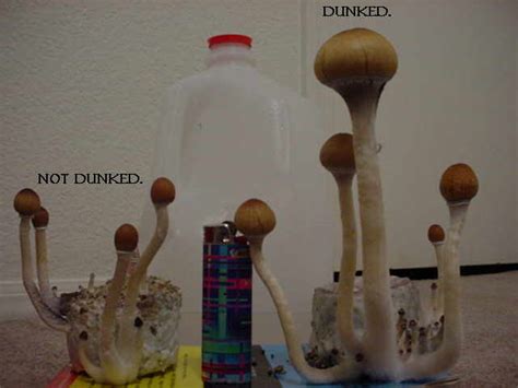 Shroomery What Is The Dunk Tek