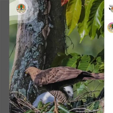 Elang Jawa Sumber Inspirasi Burung Garuda Nan Langka Menetas Di Gunung
