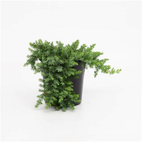 Conifer Creeping Juniper