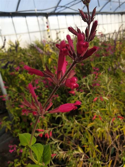 Salvia Puberula X Karwinskii Les Arômes Du Grès
