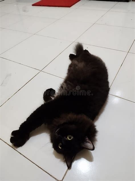 Lazy Cute Black Cat Stock Image Image Of Cute Lazy 263064967
