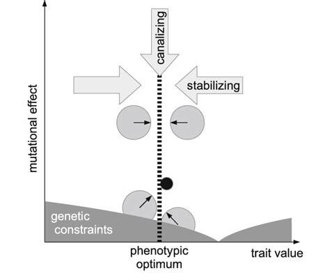 Illustration Of Factors Influencing Canalization Whole And Broken