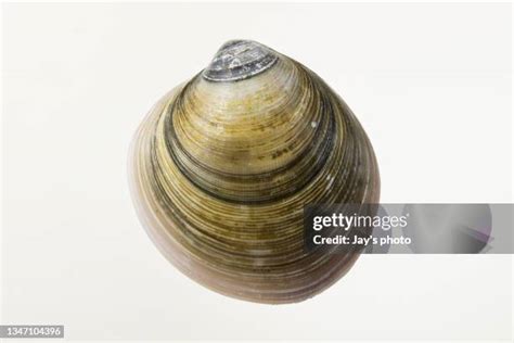 Hard Shell Clam Photos And Premium High Res Pictures Getty Images