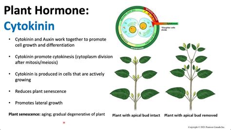Cytokinins In Plants